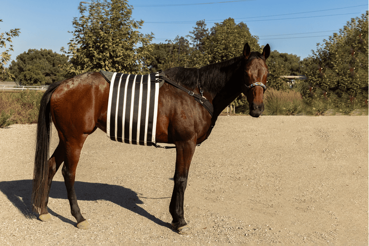 EHS Equine | Hernia and Post-Surgical Healing Belts for Horses – EHS ...